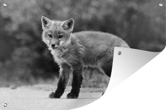 Affiche jardin - Toile Posters de jardin extérieur - Renardeau - noir ...