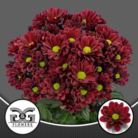5x Chrysant mexicano 70cm | bol
