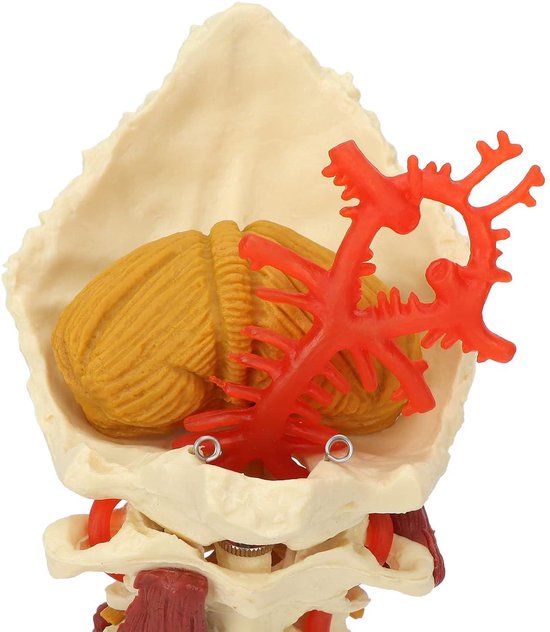 Anatomisch model van de cervicale arteria wervelkolom voor medisch ...