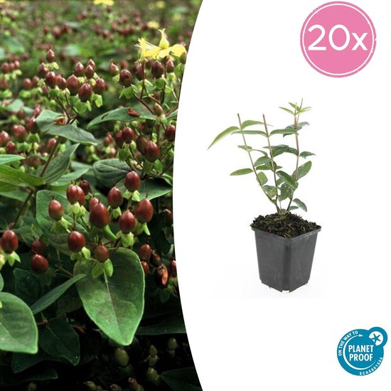 20x Hypericum inodorum 'Rheingold' - 10-25cm - Ø9cm | bol