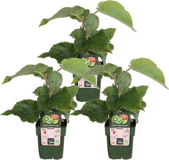 3x - Actinidia delciosioa 'Jenny' - ↨45cm - Ø13 | bol.com