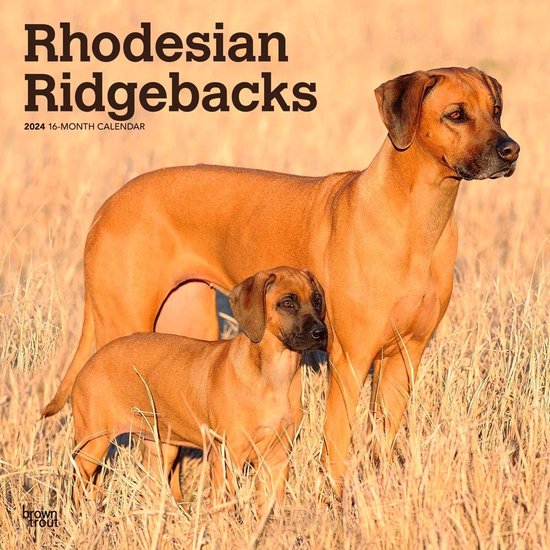 Rhodesian Ridgeback Kalender 2024 | bol