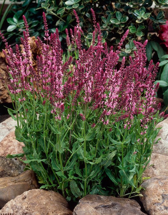 Salvia Nemorosa Rose Queen | 1 stuk | Salie | bol