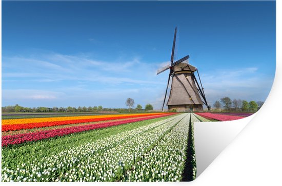 Muurstickers - Sticker Folie - Molen tussen de tulpen in Nederland ...