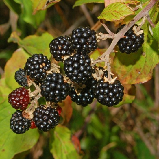 8 x Bramenstruik Himalaya Zwart Braam - Winterharde Fruitplant ...