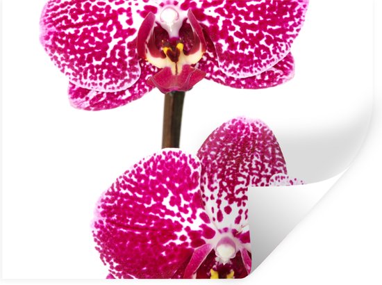 Muurstickers - Sticker Folie - Orchidee roze - 160x120 cm - Plakfolie - Muurstickers... | bol