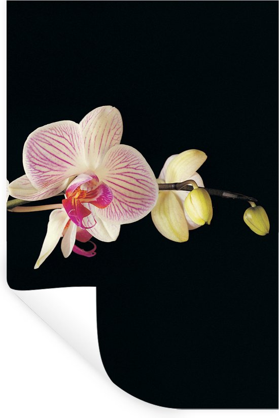 Muurstickers - Sticker Folie - Orchidee - Bloemen - Zwart - Roze - Knoppen - 80x120 cm... | bol