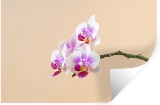 Muurstickers - Sticker Folie - Witte en roze orchidee - 90x60 cm ...