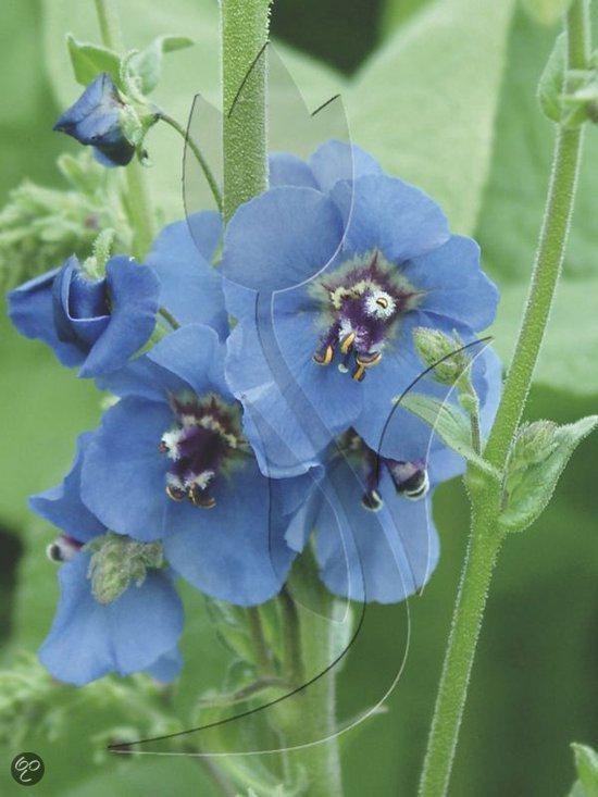 Dutch Gardens Tuin- en balkonplant Toorts (Verbascum) 'Blue Lagoon' | bol