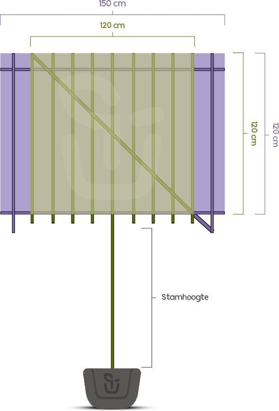 Lei-amberboom | Liquidambar styraciflua | Stamomtrek: 6-8 cm | Stamhoogte: 150 cm |... | bol.com