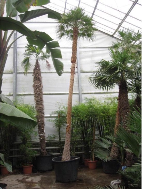 Coccothrinax alta - Waaierpalm 490-500cm | bol.com