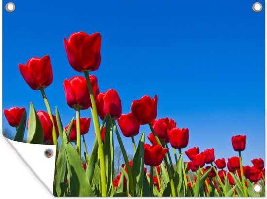 Tuin decoratie Rode tulpen en een blauwe lucht - 40x30 cm - Tuindoek ...