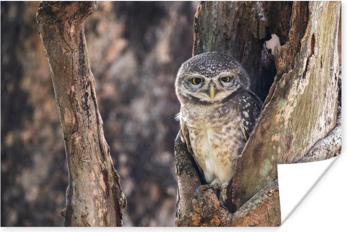 Poster Uil - Boom - Bos - 90x60 cm | bol.com