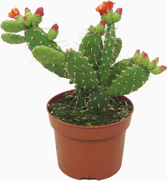 CACTUS VOOR BUITEN: Ontdek déze 9 winterharde cactus Opuntia soorten