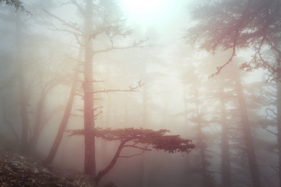 Fotobehang Bos In Mist - Vliesbehang - 315 x 210 cm | bol.com