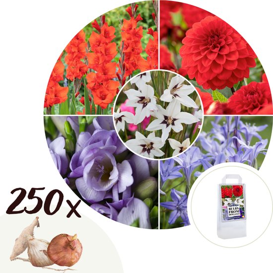 Plant in a Box - Bollen uit Holland - 250 stuks - Bloembollen - Mix met ...