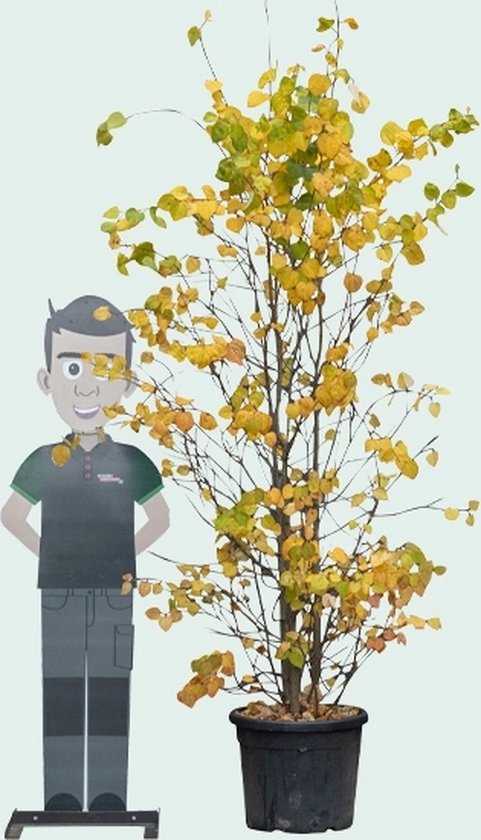 Katsura boom meerstammig | Cercidiphyllum japonicum | Bomenbezorgd.nl | bol