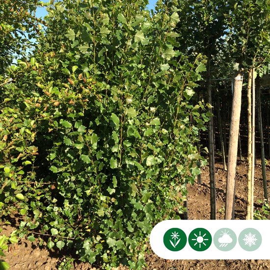 Italiaanse populier | Populus nigra italica 10-14 cm | Bomenbezorgd.nl ...