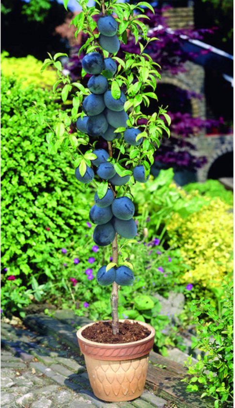 Pruim (Prunus domestica) - Black Amber - Vaste planten - Moestuin ...
