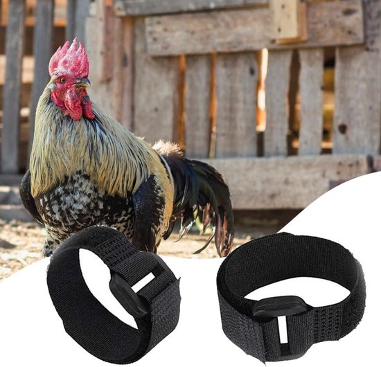 4 x Chicken Collar - No-Crow Chicken Collar - Collier de poule nylon ...