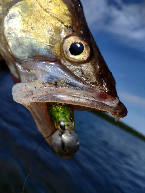 Savage Gear Fat Minnow 13cm Motorolie - Kunstaas voor Snoekbaars ...