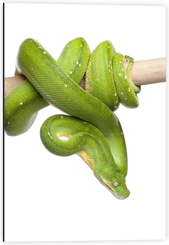Dibond - Fel Groene Slang met Witte Achtergrond - 40x60cm Foto op ...