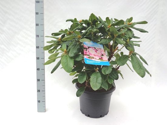 10 stuks | Rhododendron 'Scintillation' Pot 60-70 cm Extra kwaliteit ...