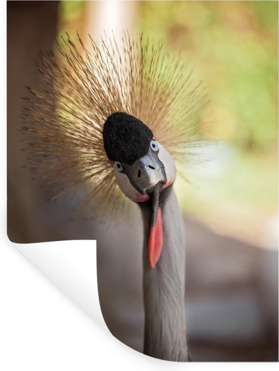 Muurstickers - Een grijze kroonkraan met een scheef hoofd - 60x80 cm ...