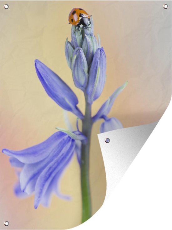 Affiche de jardin Coccinelle sur une jacinthe étoile violet-bleu 60x80 ...