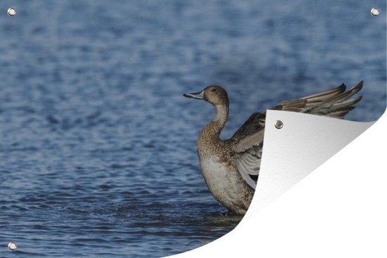 Pintail battant ses ailes Affiche de jardin 180x120 cm - Toile de ...
