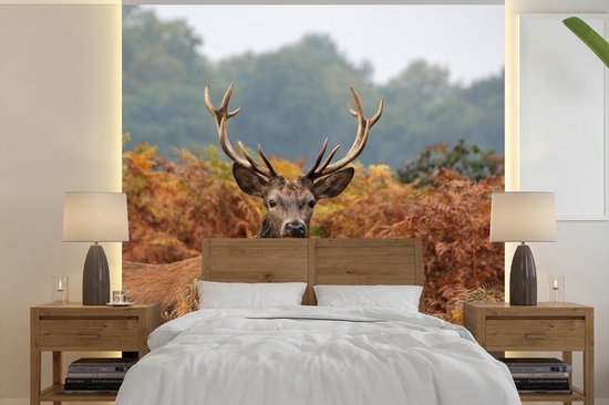 Behang - Fotobehang Hert - Boom - Herfst - Breedte 350 cm x hoogte 350 ...