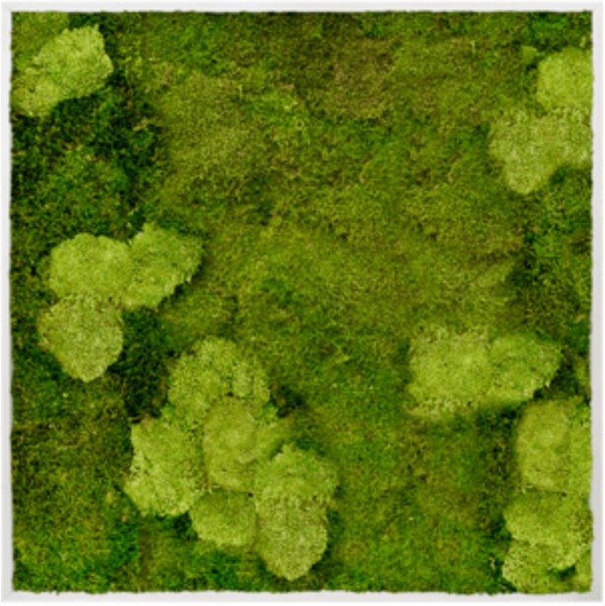 Mosswanden/mossplaten - Mos Schilderij Aluminium 30% Bolmos Naturel En ...