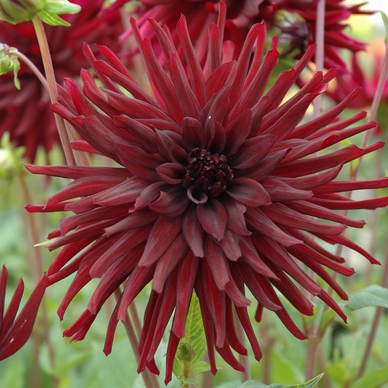 Dahlia Nuit d'Eté | 6 stuks | Cactus Dahlia | Knol | Snijbloem | Rood ...