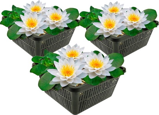 VDVELDE Grote Waterlelie Wit - 3 manden - Winterharde Witte Waterlelie ...