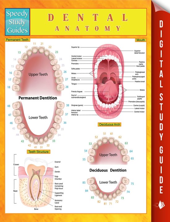 Dental Anatomy Speedy Study Guides (ebook), Speedy Publishing ...