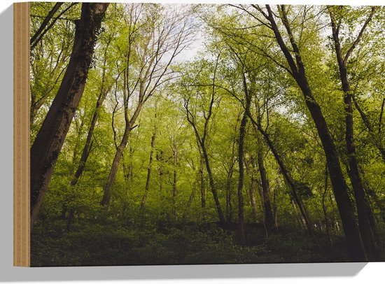 WallClassics - Hout - Klimop op Bomen in het Bos - 40x30 cm - 12 mm dik ...