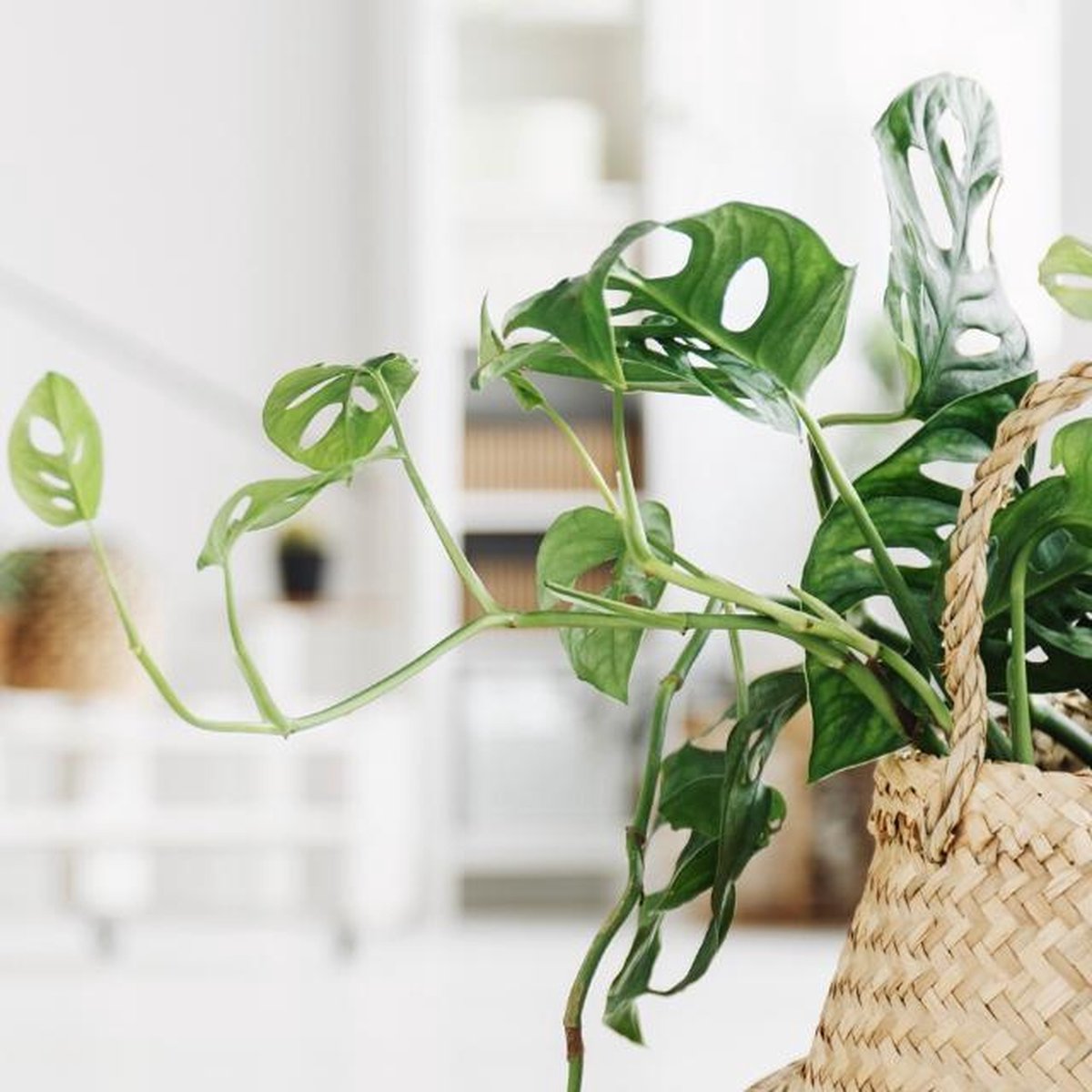 Hangplant Monstera Monkey Leaf - 30cm | bol.com