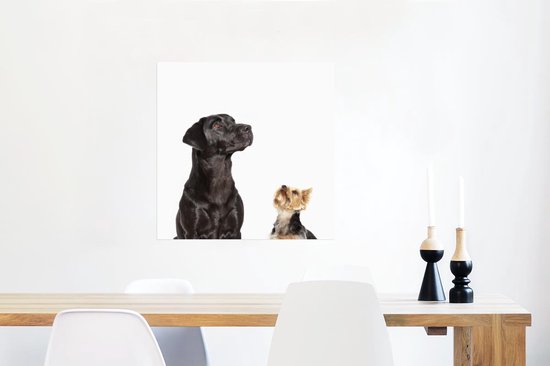 Poster Omhoog kijkende honden - 50x50 cm | bol.com