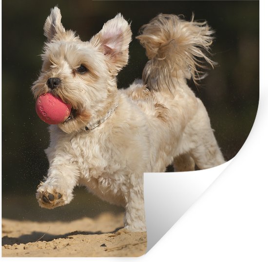 Muurstickers - Sticker Folie - Een Maltezer hond met een rode bal ...