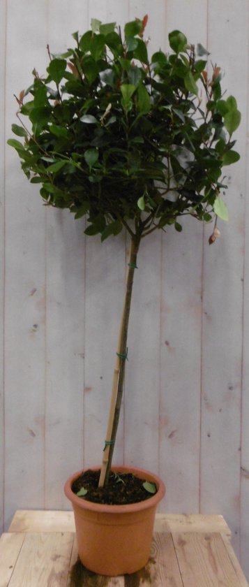 Glansmispel Photinia Red Robin rood stamhoogte 50 cm en hoogte 100 cm | bol