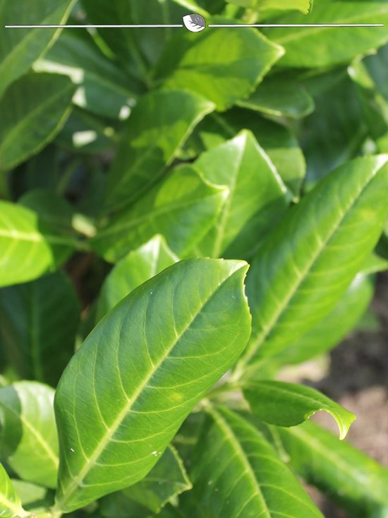Laurier Prunus Novita 60-80 cm, 100x Haagplant | bol