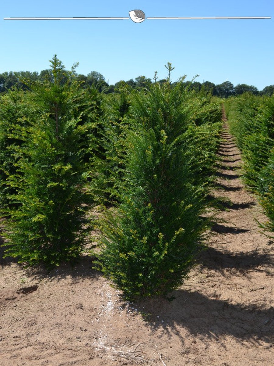 Venijnboom Taxus baccata 60-80 cm, 3x Haagplant | bol.com