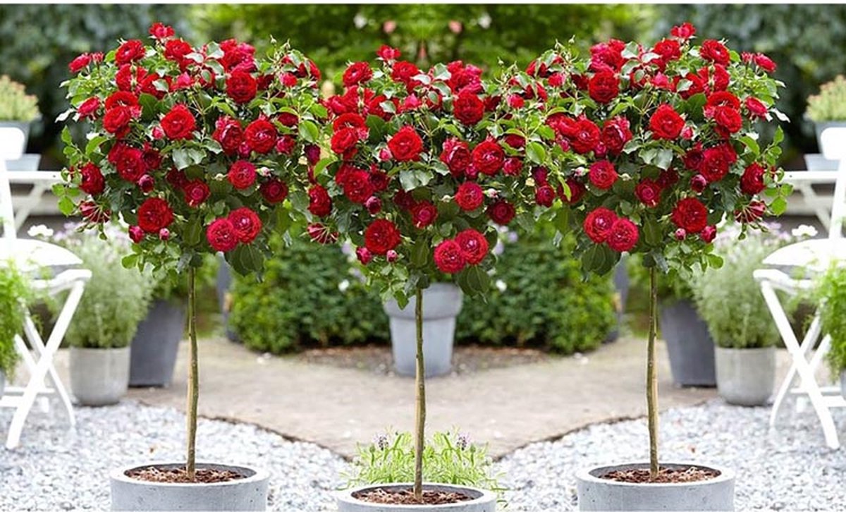 Buitenplanten - Stamrozen ROOD XXL x 3 - Winterharde roos - Buitenplant ...
