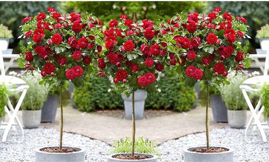 Buitenplanten - Stamrozen ROOD XXL x 3 - Winterharde roos - Buitenplant ...
