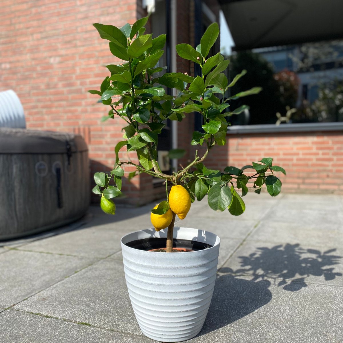 ZynesFlora - Citroenboom – Citrusplant - Citroenplant - Ø 20 cm - ↕ ...