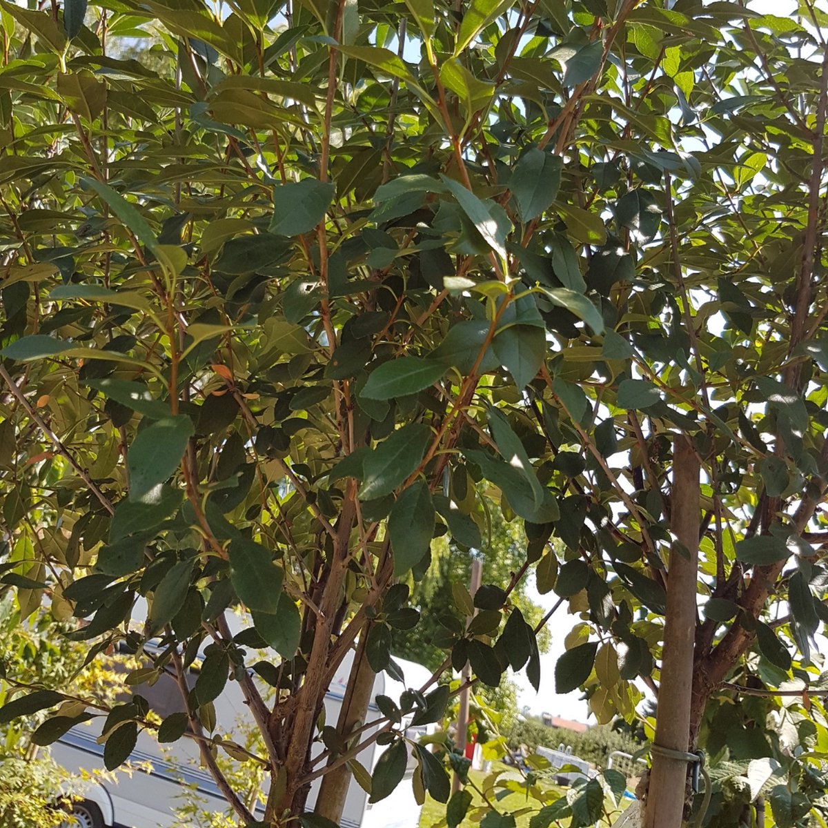 Bolkers - Prunus eminensis Umbraculifera | Omtrek: 8-12 cm | Hoogte ...