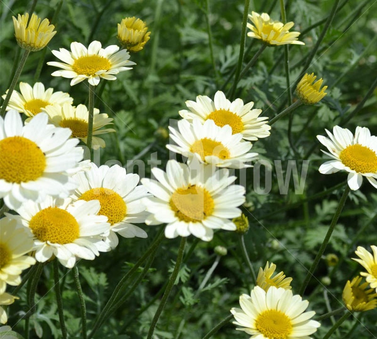 6x Gele kamille / Anthemis hybrida 'Sauce Hollandaise' | Meerjarige ...