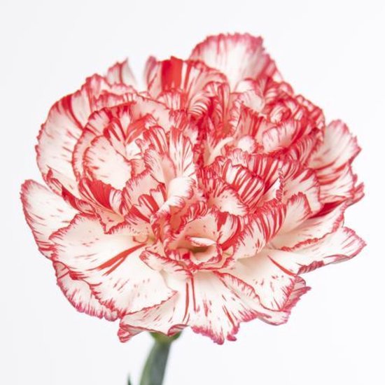 20x Dian.coralie 60cm | bol