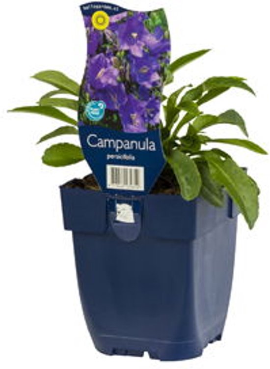 Griffioen - Campanula persicifolia | bol