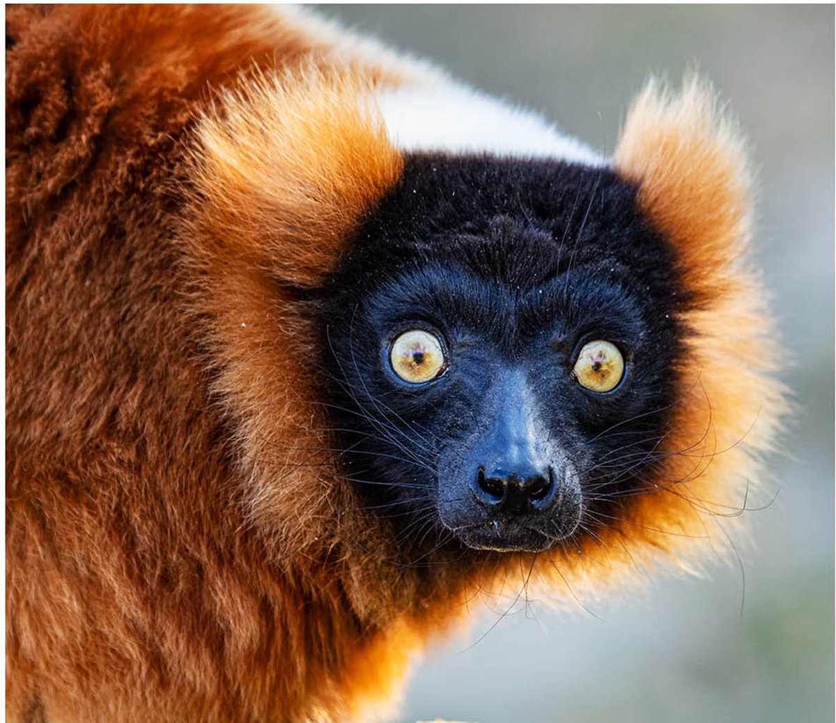 Inductie Beschermer - Aankijkende Rode Ruffed Maki Aap met Grote ...